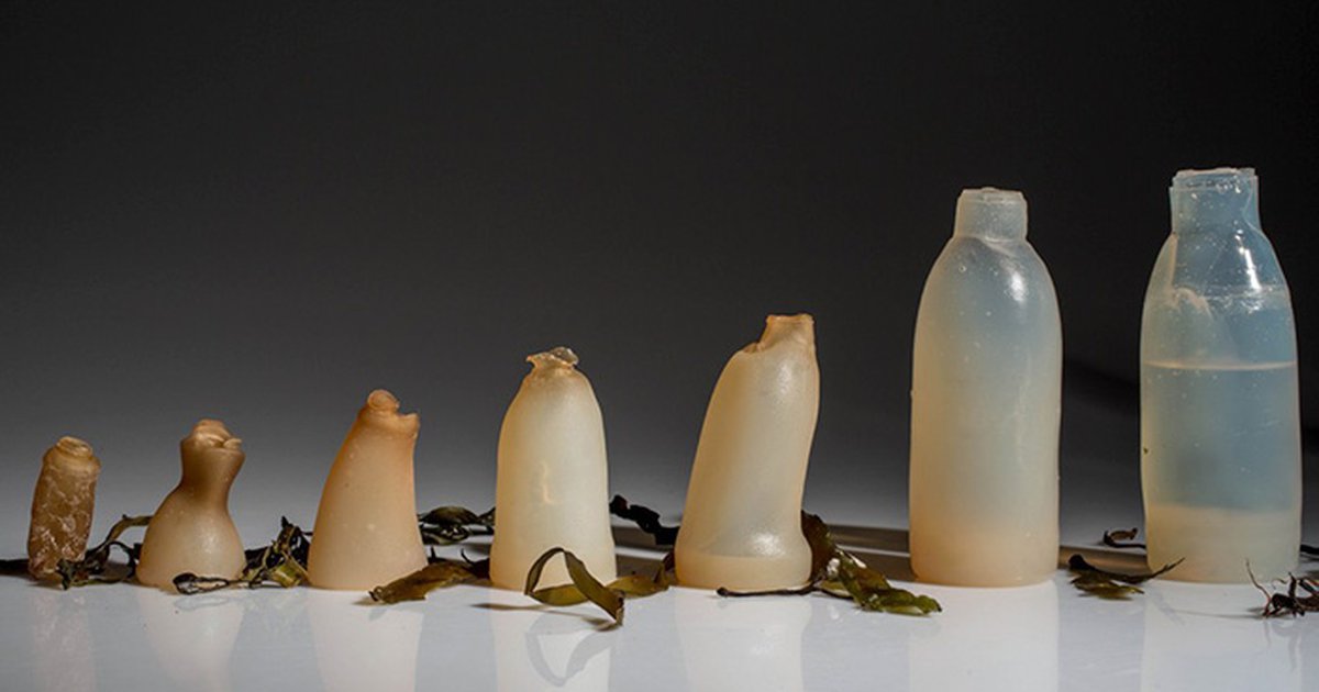 Biodegradable water bottles created using only algae | Material Lab